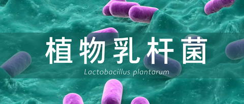 肠道核心菌——戴阿利斯特杆菌属 （Dialister） - 知乎