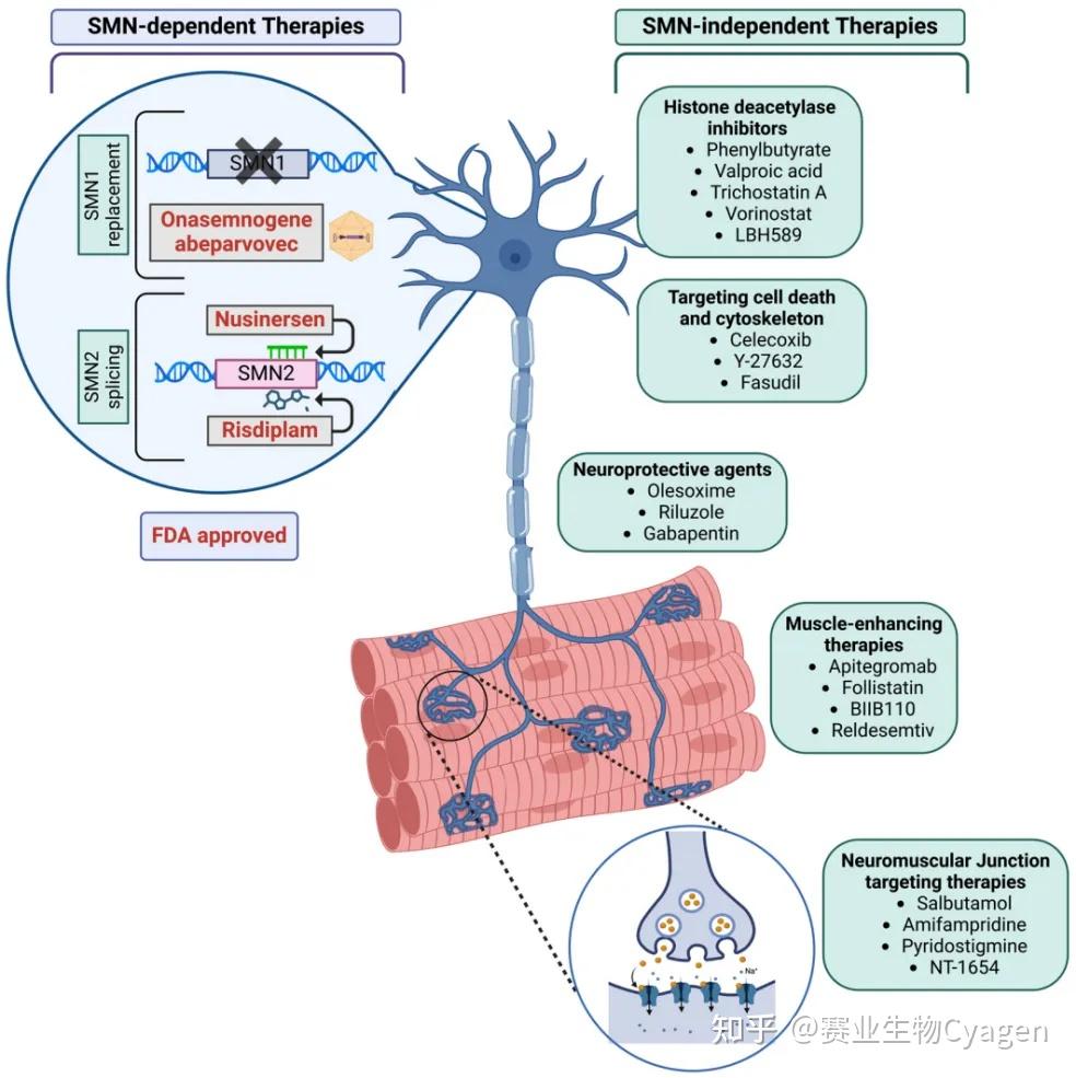 脊髓性肌萎缩症（SMA）全谱系模型：携带不同SMN2拷贝数的人源化小鼠 - 知乎