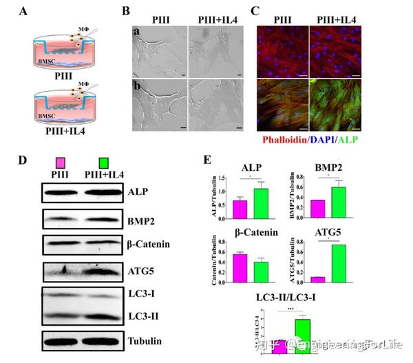 《ACS AMI》：离子屏障膜免疫调节定向引导骨再生 - 知乎