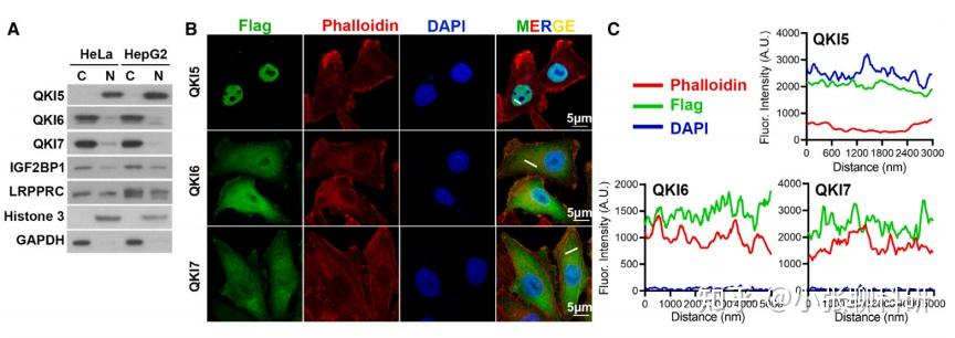 m6A已成为过去式，喜新厌旧的我瞄上了m7G（上） - 知乎
