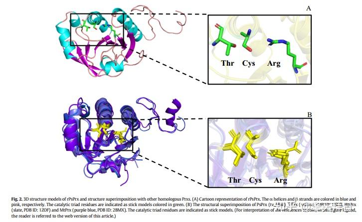 同源建模预测蛋白质三维结构（SWISS-MODEL+Pymol零基础教程） - 知乎