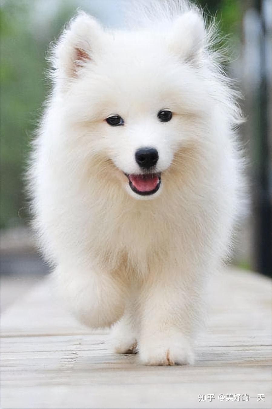 萨摩耶到底有什么魅力，可以获得现代人的青睐？ - 知乎