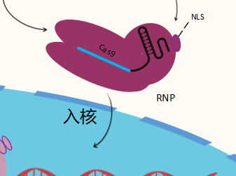 基因编辑part2 ：CRISPR基因编辑究竟怎么用？ - 知乎