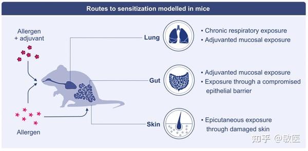 IgE起源和持续时间的血清学和细胞学研究 - 知乎