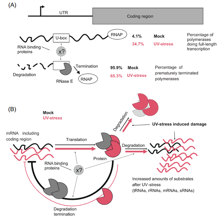 mLife | 紫外线胁迫条件下蓝细菌RNase E的调控 - 知乎