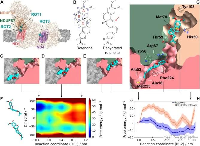 线粒体抑制剂——鱼藤酮【TargetMol】 - 知乎