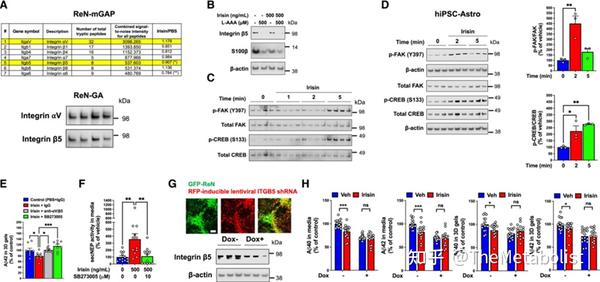 Neuron: Irisin让你不再困在时间里 - 知乎