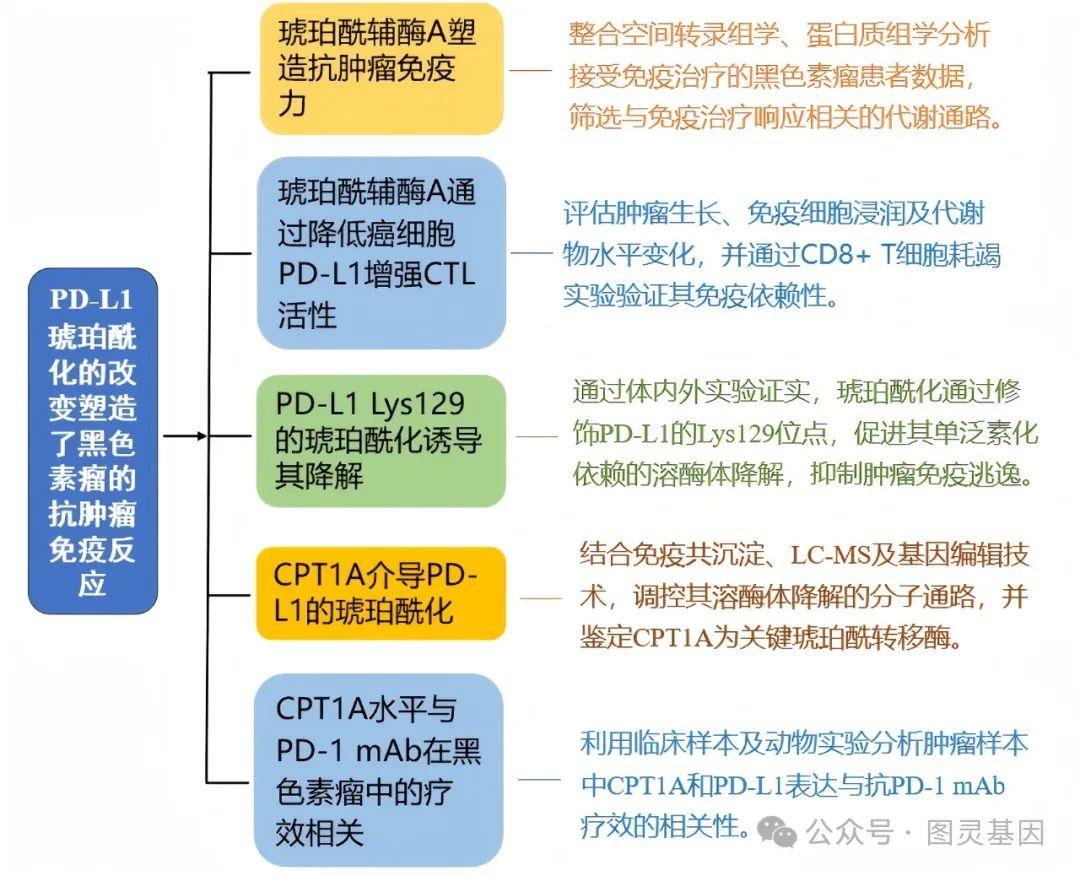 Nat Genet | 中南大学发现PD-L1琥珀酰化重塑抗肿瘤免疫反应 - 知乎