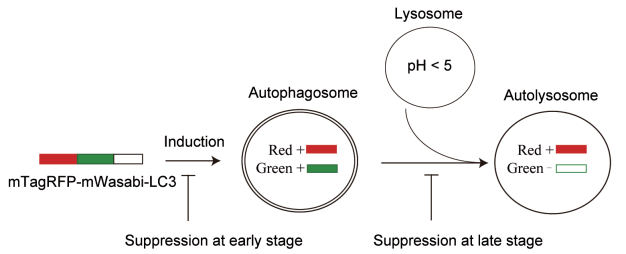 LC3双荧光自噬慢病毒的应用（上篇）——实验原理及病毒使用 - 知乎