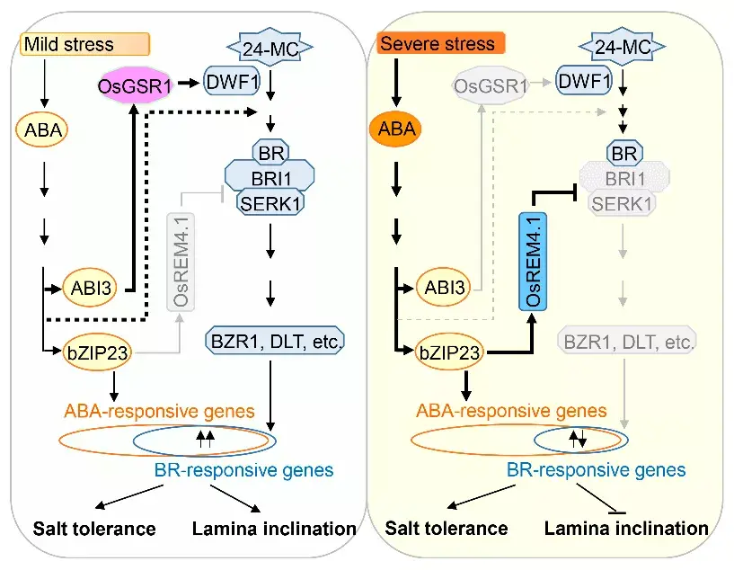 Nature Plants | 储成才/唐九友研究组揭示ABA逆境信号与BR生长信号的协同调控现象及分子机制 - 知乎