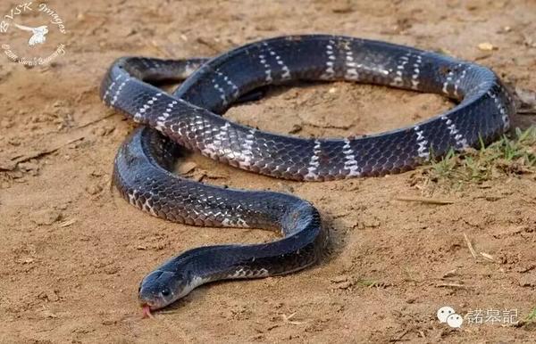 献给钟爱的Bungarus环蛇属（Krait) - 知乎