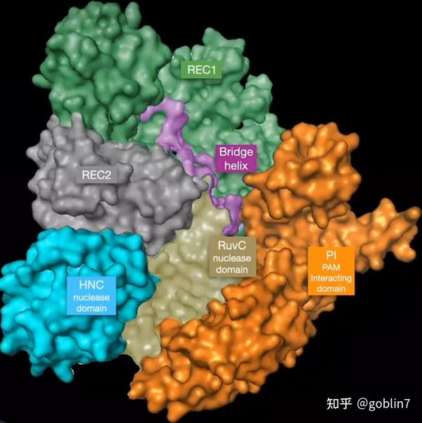 基因编辑的潘多拉——CRISPR-Cas9技术 - 知乎