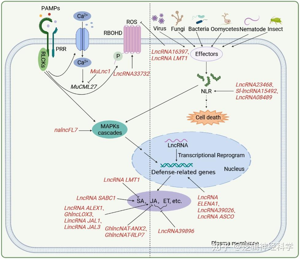 PLOS Pathog︱北京大学李毅与中国科学院动物研究所张晓明团队综述长链非编码RNA在植物抗性免疫反应过程中的功能 - 知乎