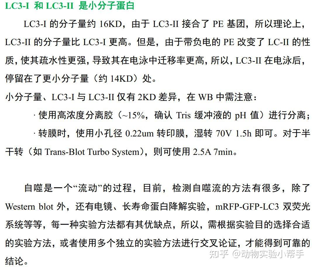 实验技巧 | 官方“自噬”实验操作指南之WB检测LC3 - 知乎