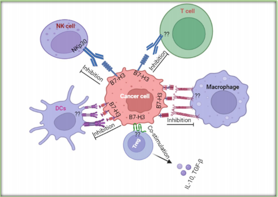 【2025 ASCO前沿速递】小细胞肺癌治疗靶点少？国产ADC或将破局 - 知乎