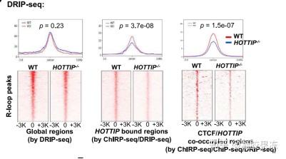 文献阅读随记：Mol Cell-2022-lncRNA+R-loop+CTCF+AML - 知乎