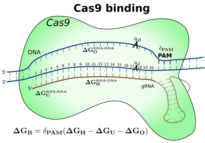 【CRISPR/Cas9】gRNA切割效率低怎么办？ - 知乎