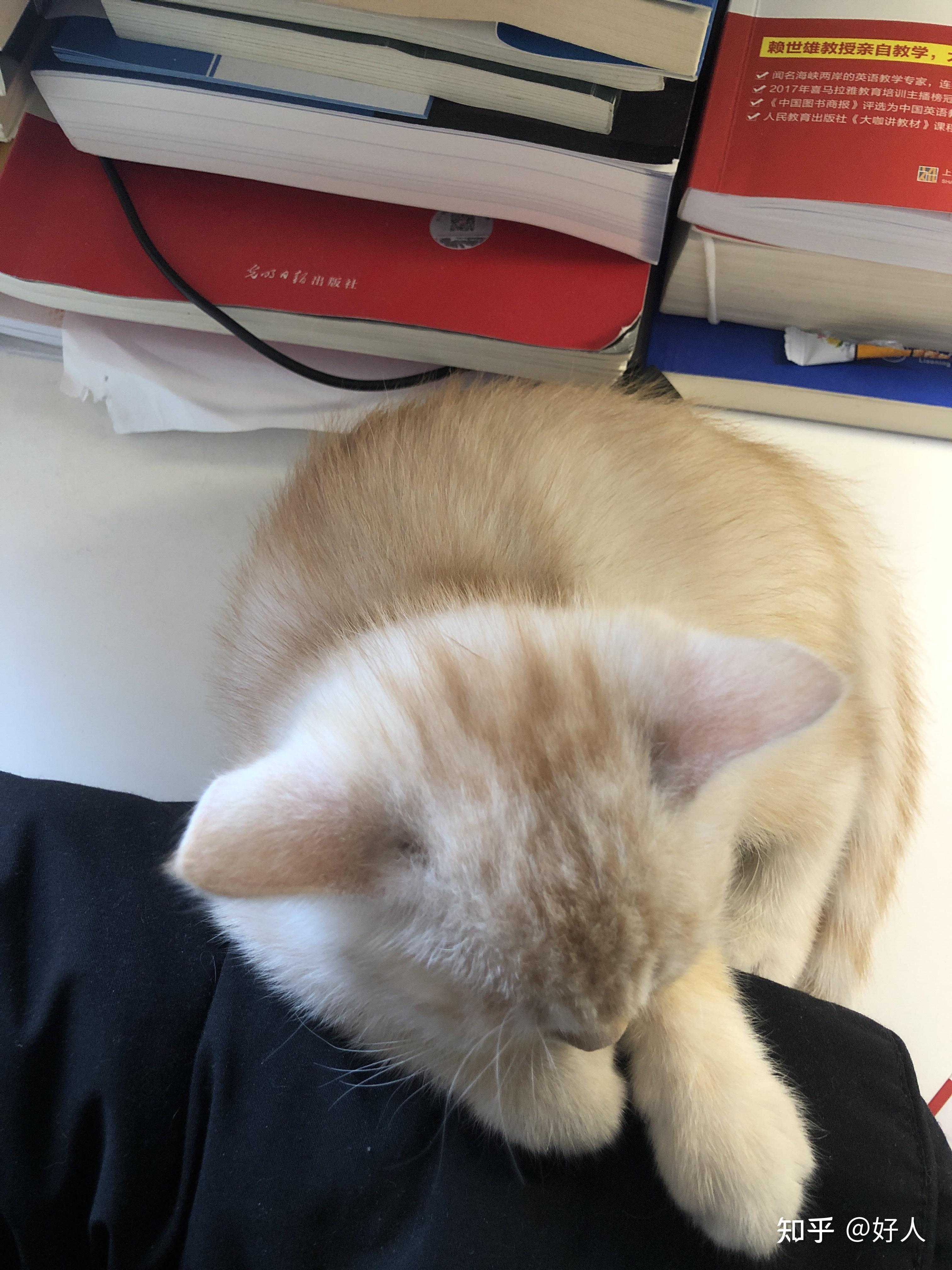 这是啥猫啊！！ - 知乎