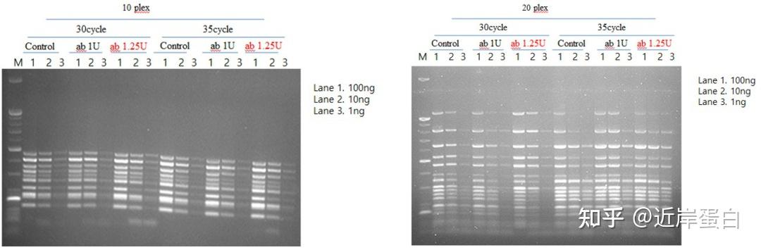Taq antibody提高PCR扩增特异性的机制 - 知乎