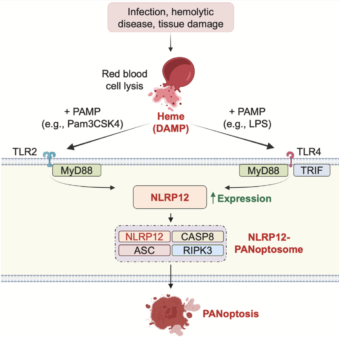 Cell丨NLRP12——PANoptosis新关键分子 - 知乎
