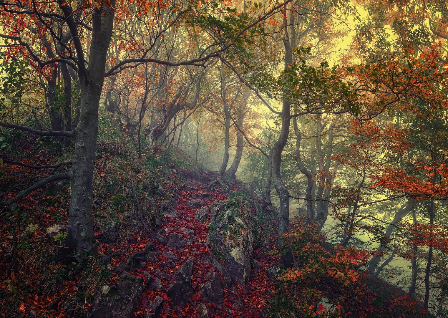 Learn R | Random Forest of Data Mining（上） - 知乎