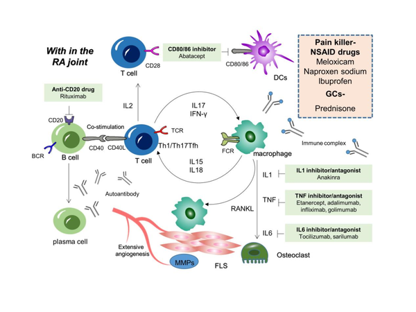 STTT 综述︱澳门科技大学朱依谆团队阐述类风湿性关节炎的新信号通路以及新靶点 - 知乎