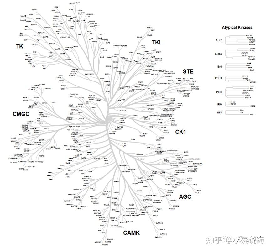 Lipid Kinase Panel_IBC五周年系列 - 知乎