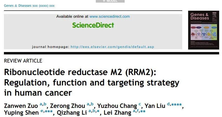 Genes Dis 综述︱淮北师范大学李奇璋/海军军医大学张磊/湖南科技学院沈玉平等评述RRM2在肿瘤发生发展中的作用及研究进展 - 知乎