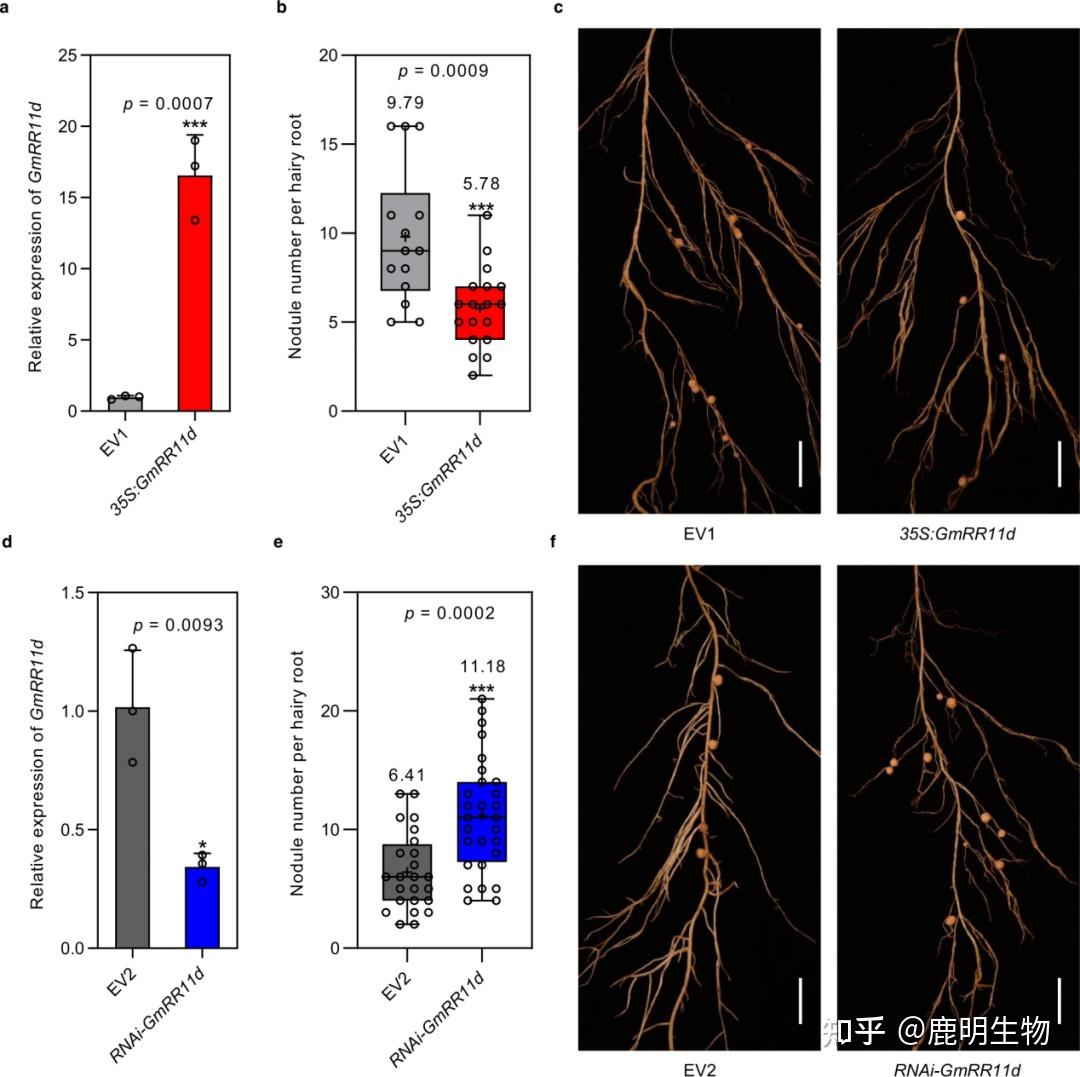 Nat Commun│GmRR11调控大豆结瘤共生的分子机制 - 知乎