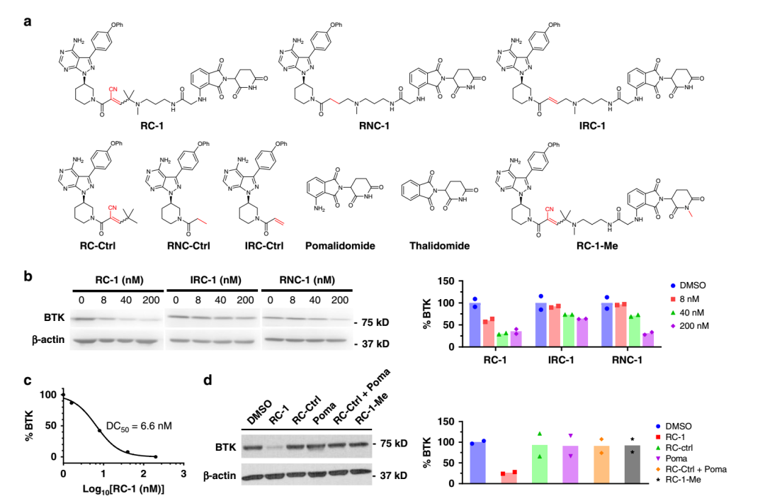 Nat Comm | 可逆共价基团显著提高PROTAC分子在细胞内的累积与靶向参与作用 - 知乎