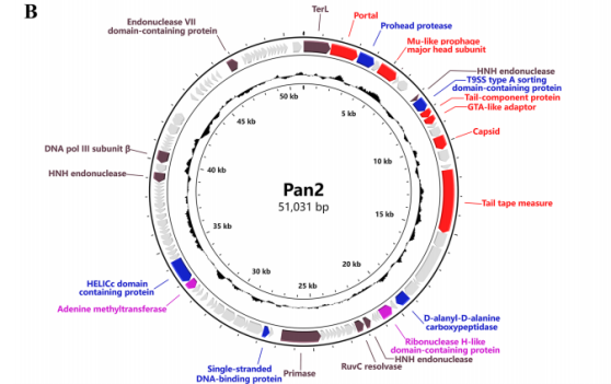 【派森诺项目文章】IF=7.9!噬藻体的系统基因组学及水平基因转移的进化痕迹研究 - 知乎