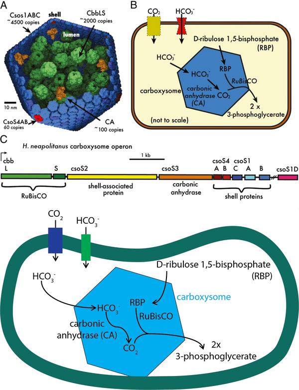 聊聊RuBisCO - 知乎