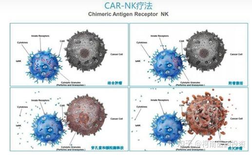 深度解析CAR-NK疗法的前世今生。什么是CAR-NK？什么是过继细胞免疫治疗(Adoptive Cell Transfer Therapy, ACT)？ - 知乎