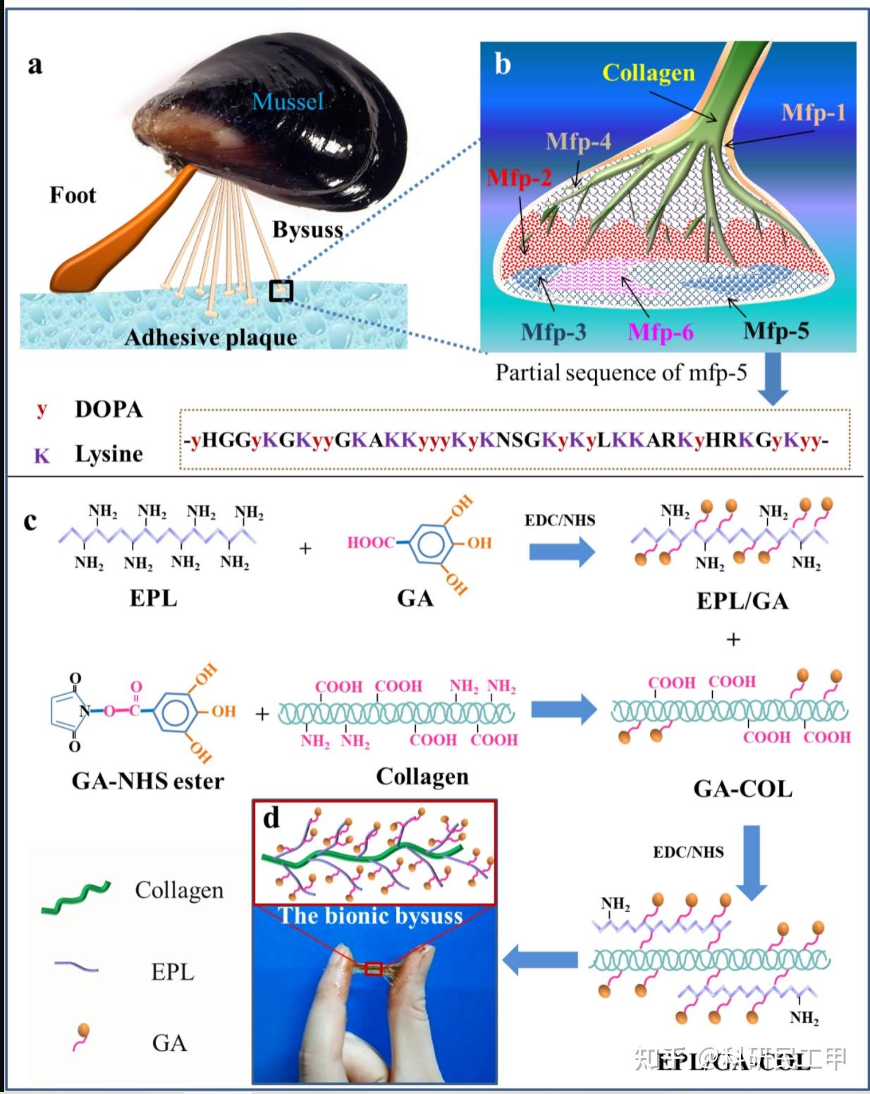 一种生物启发的焦酚功能化胶原蛋白，作为生物医学应用的湿组织粘合剂 - 知乎