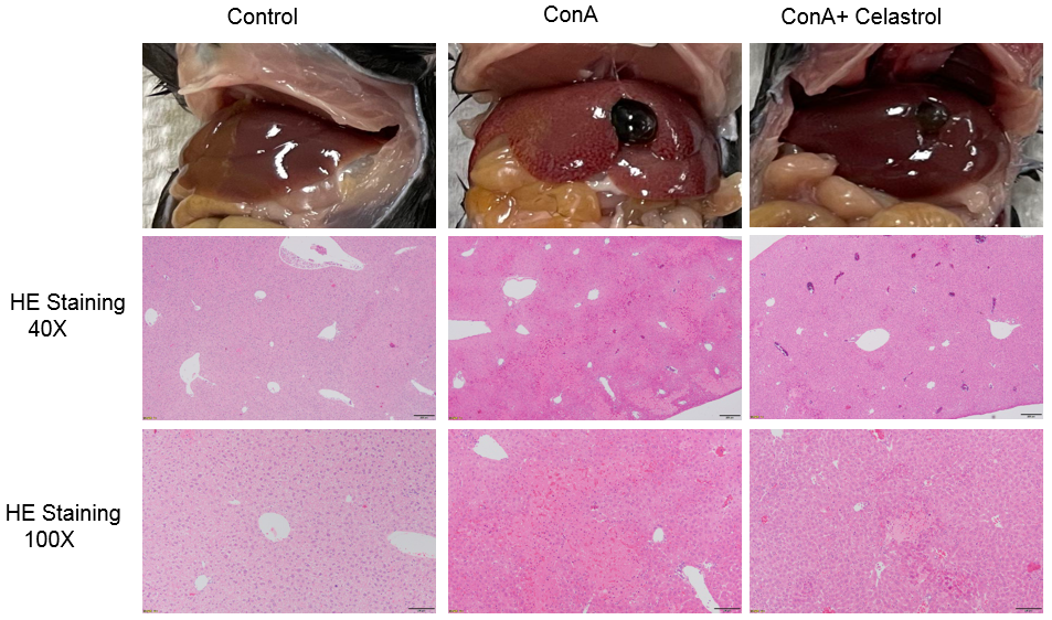 一文解密，常用的急性肝损伤造模方法 - 知乎