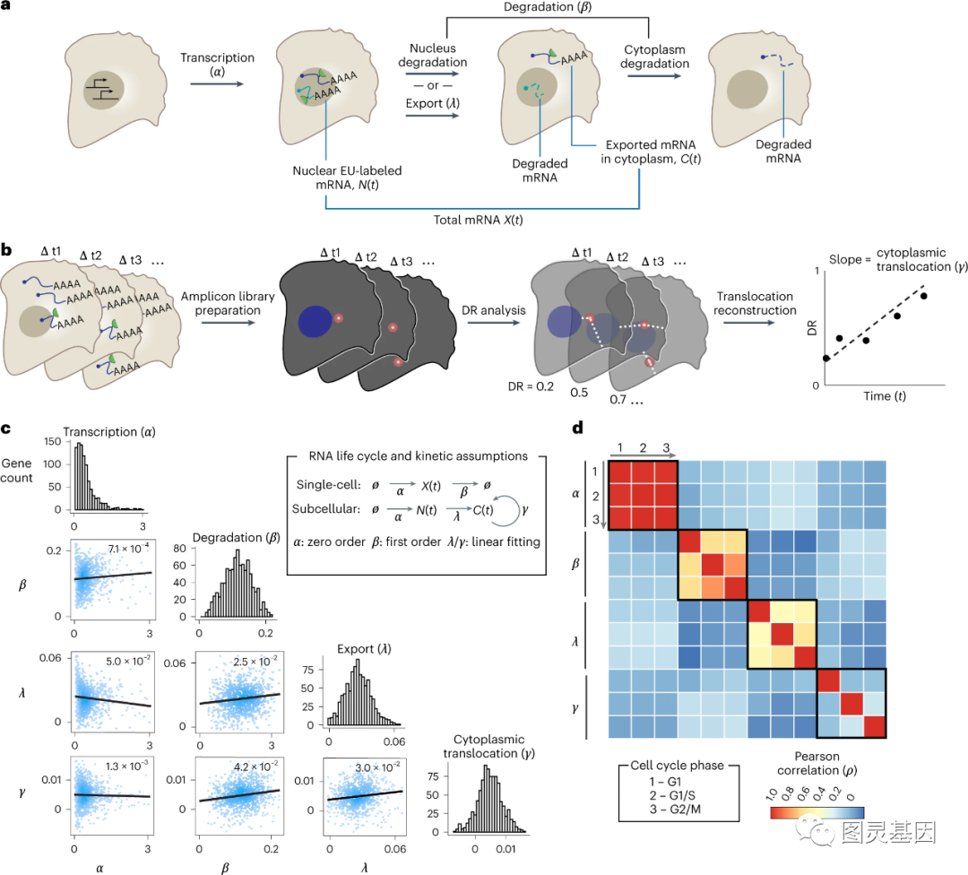 Nat Methods | MIT美女科学家实现时空分辨转录组学揭示亚细胞RNA动力学景观 - 知乎