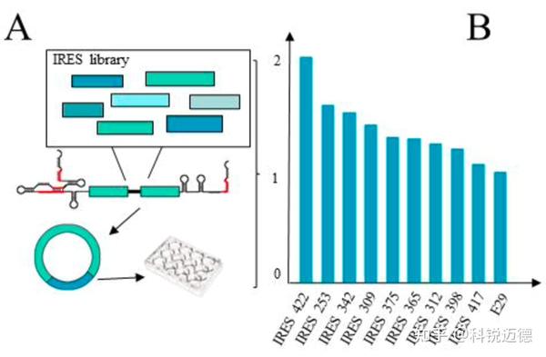 Clean-PIE超越ORNA：科锐迈德公开环状RNA成环框架底层技术 - 知乎