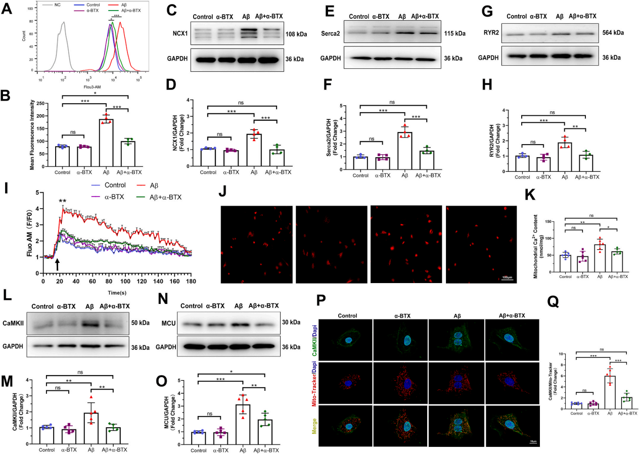 通过oxi-CaMKII/MAPK/AP-1通路，抑制α7烟碱型乙酰胆碱受体可逆转β-淀粉样蛋白诱导的心房重构 - 知乎