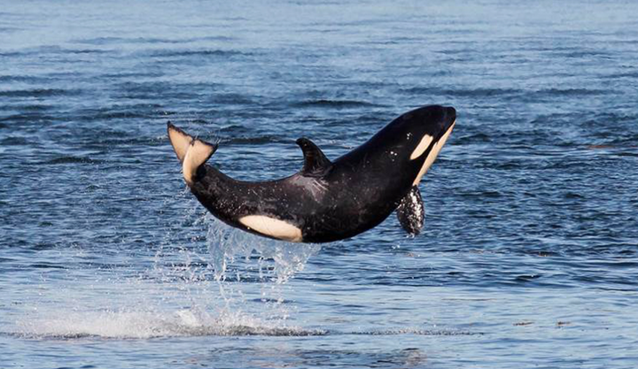 GEE基于MODIS数据计算指数并进行逐16d结果影像导出 - 知乎