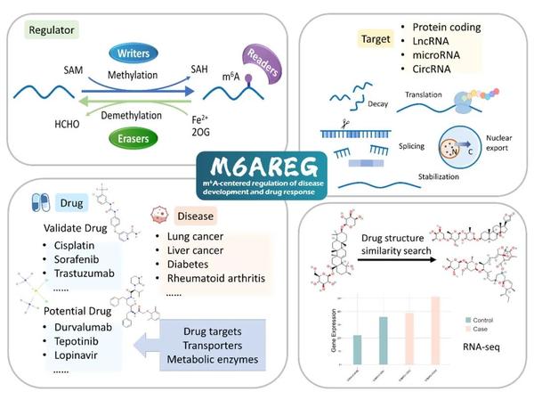 Nucleic. Acids. Res. | 以m6A甲基化修饰为中心的疾病进展和药物响应机制 - 知乎