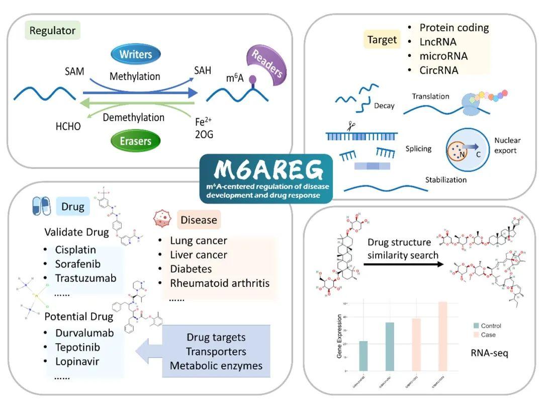 Nucleic. Acids. Res. | 以m6A甲基化修饰为中心的疾病进展和药物响应机制 - 知乎