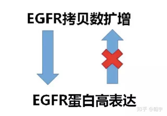 EGFR基因扩增会影响肺癌患者的预后？ - 知乎