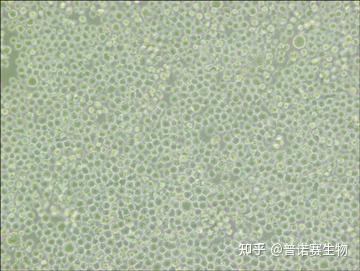 细胞学堂|THP-1细胞培养攻略， THP-1细胞培养的常见问题与解决方法 - 知乎