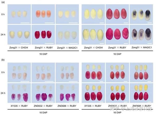 PBJ：作物通用型、高效可视化单倍体鉴别系统—RUBY - 知乎