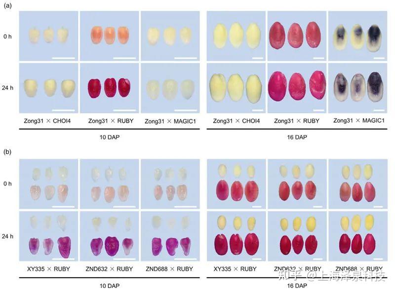 PBJ：作物通用型、高效可视化单倍体鉴别系统—RUBY - 知乎