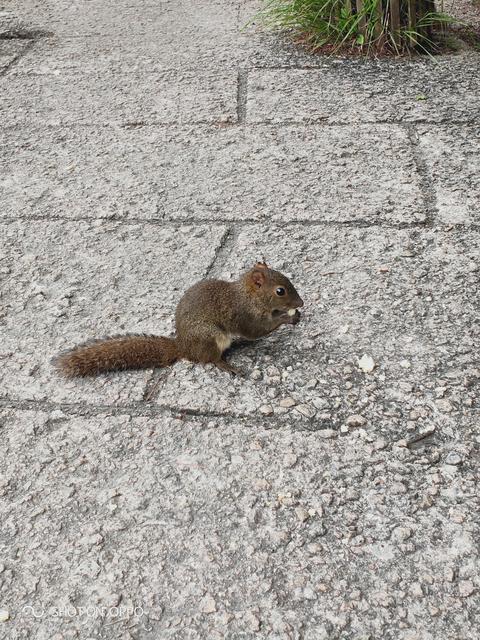 计算机编译器-mlir - 知乎