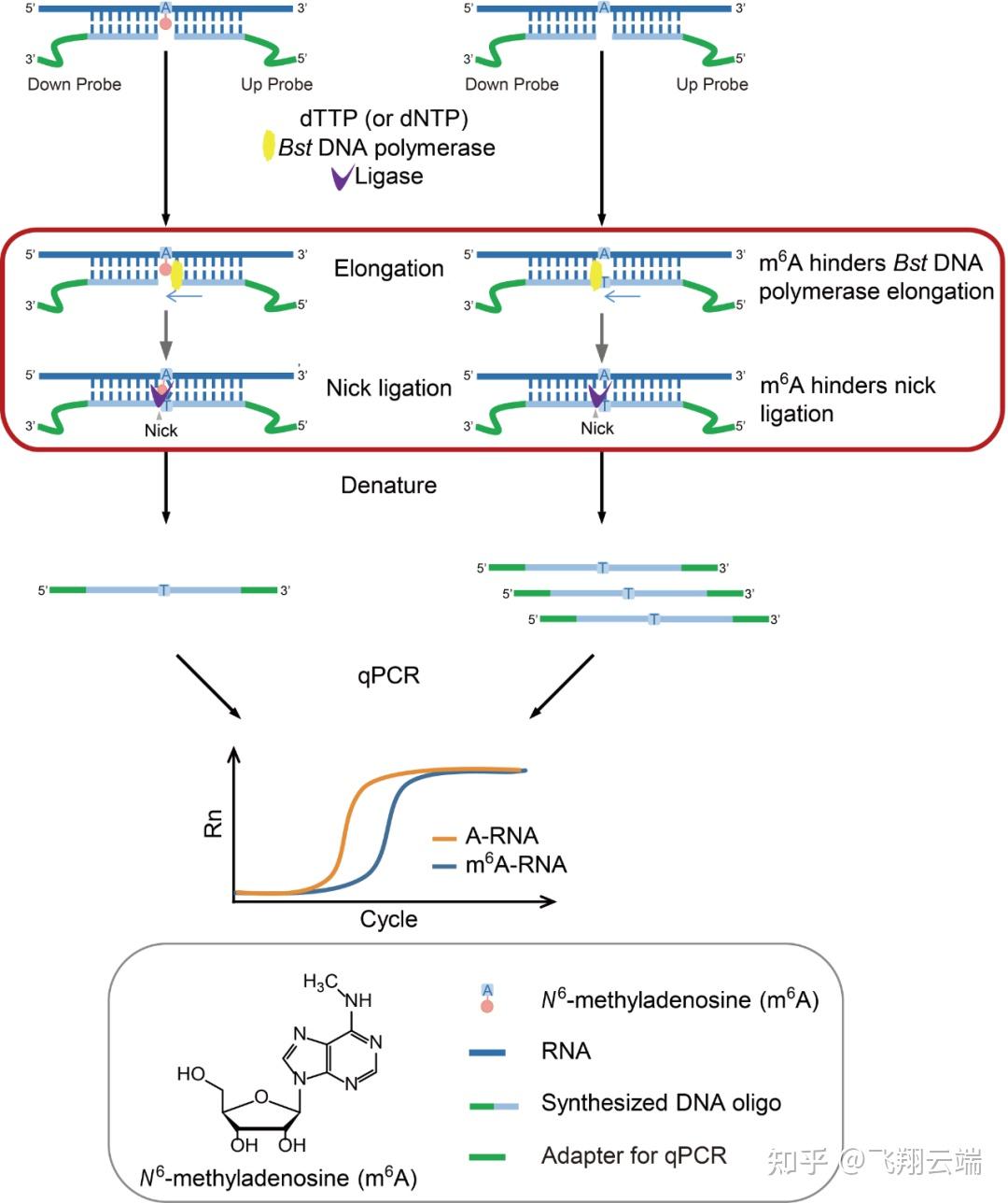 MeRIP PCR新技术，不能不知道：SELECT PCR-单碱基分辨率、无需抗体、周期短 - 知乎