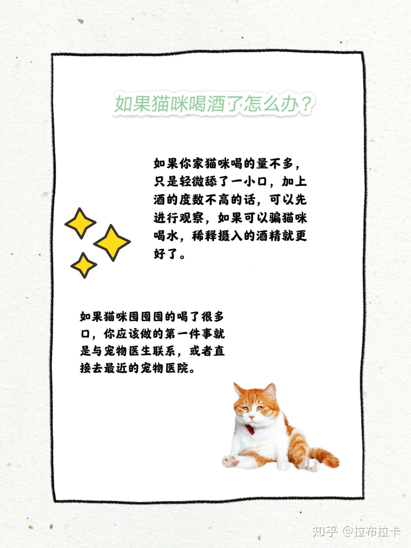 猫咪可以喝酒么？猫咪喝酒了怎么办？ 知乎