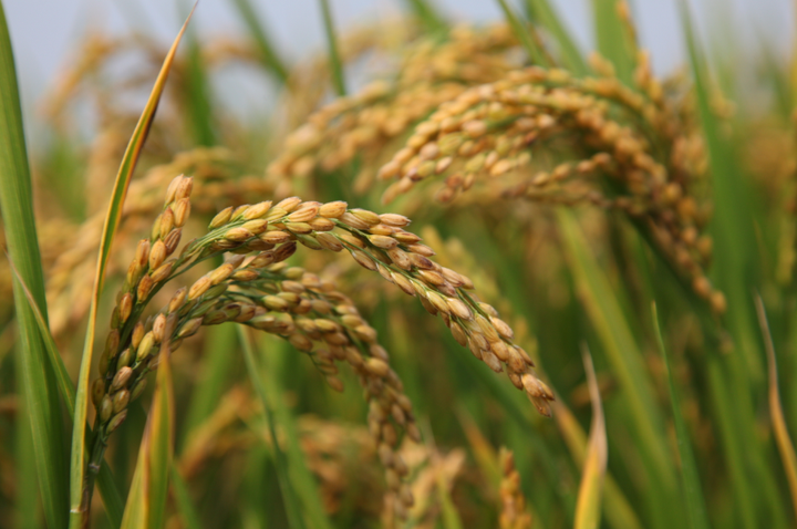 Food Chemistry | 构建中国大米C/H/O稳定同位素的景观图 - 知乎