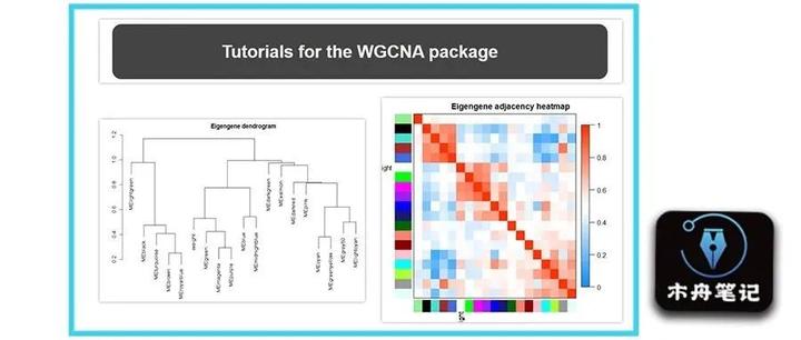 WGCNA 简明指南|3.使用WGCNA实现网络可视化 - 知乎